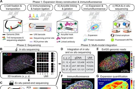 Expansion In Situ Genome Sequencing Innovation Makes Hidden Dna Protein Interactions Visible