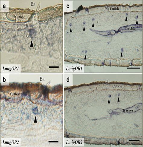 Video Localization Of Odorant Receptor Genes In Locust Antennae By Rna In Situ Hybridization