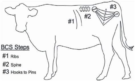 The Importance Of Body Condition Scores In Cattle Wilmington News Journal