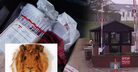 Mod Gasses Guinea Pigs With Same Sarin Nerve Agent Used By Bashar Al