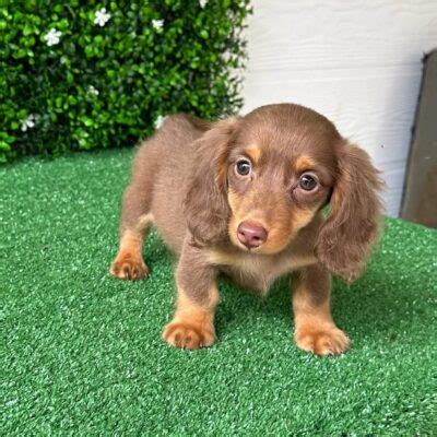 Fluffy Dachshund Puppies For Sale Premium Teacup Puppies
