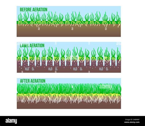 After And Before Lawn Aeration Stage Illustration Gardening Long Grass