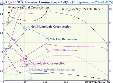 quantifying cellular repair misrepair and apoptosis induced by boron
