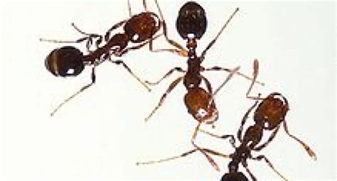 Standards 1 Ls1 1 Use Materials To Design A Solution To A Human