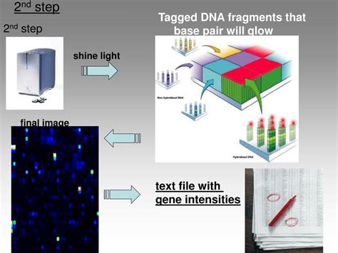 Ppt Microarray Experiment Design And Data Interpretation Powerpoint Presentation Id947188