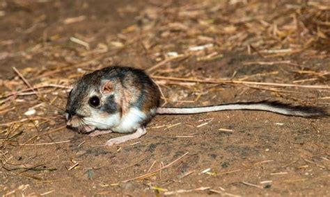 Smallest Mouse In The World
