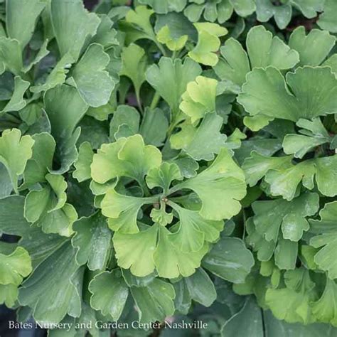 3 Ginkgo Biloba Mariken Maidenhair Tree Dwarf Male