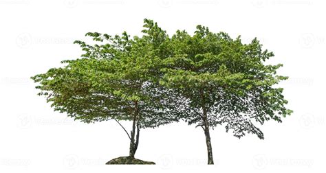 Tree Isolate Stock Photos Images And Backgrounds For Free Download