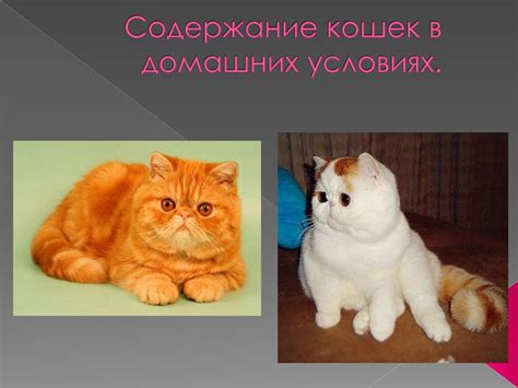 Содержание кошек в домашних условиях - презентация онлайн