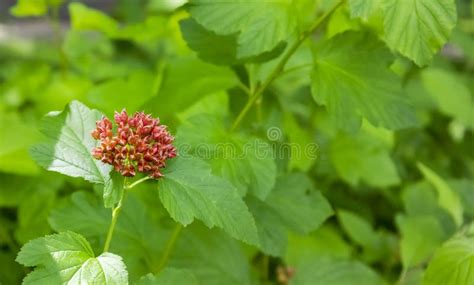 Ornamental Shrub Viburnum Leaved Bladderwort Is Suitable For Creating