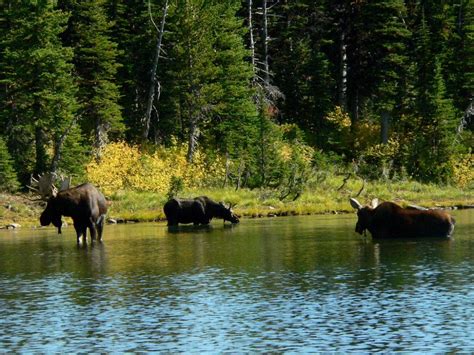 Waterton Lakes National Park Sundowner Wildlife Holidays