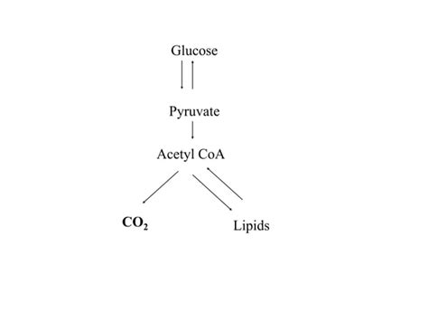 Tca Cycle Ppt