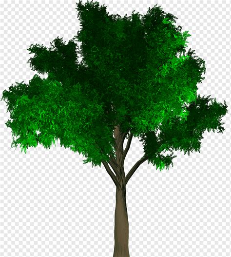 Faces Of Meditation Chakra Zen Buddhism Buddhism Leaf Branch Grass Png Pngwing