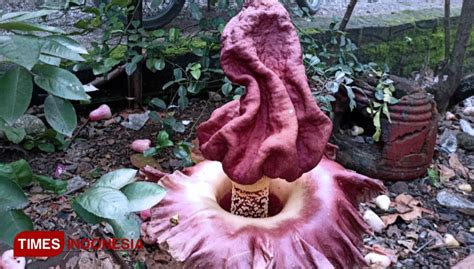 Wow Ada Bungai Bangkai Muncul Di Ponorogo Begini Bentuknya Times