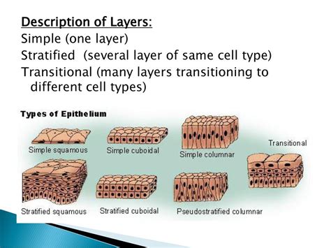 Chapter 5 Tissues Histology Ppt Download