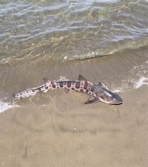 The Bay Canary More Leopard Shark Deaths In San Francisco Bay Shark