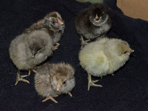 Frizzled Easter Eggers Ee Some Sexlinked Backyard Chickens Learn How To Raise Chickens