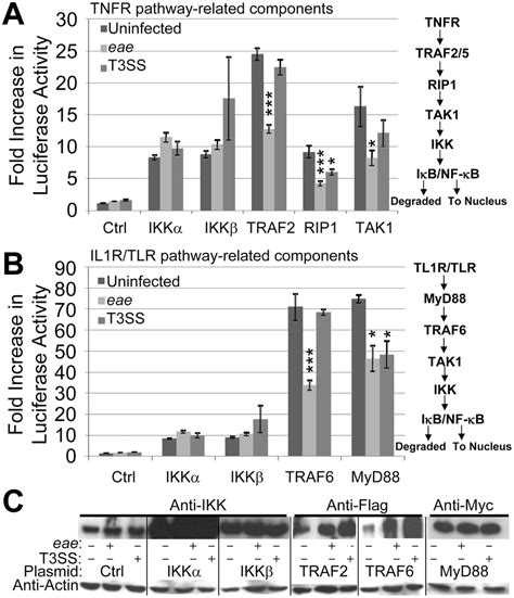 Epec T3ss Dependent Inhibition Of Nf κb Activity Is Associated With
