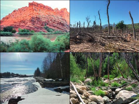 4 Natural Process Based Stressors In Riparian Ecosystems Influenced By Download Scientific