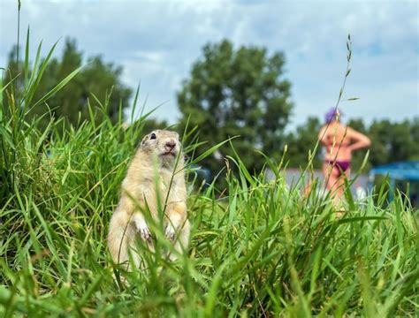 Premium Photo Gopher Is Sitting On The Lawn In Deep Grass Close Up