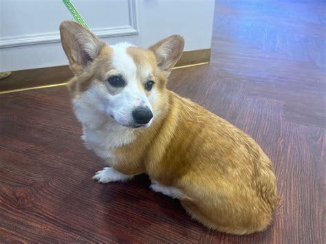 웰시코기 곰국 포메라니안키우는방법 말티즈키우는방법 말티푸키우는방법 푸들키우는방법 먼치킨키우는방법 랙돌키우는방법 브리티쉬숏헤어키우는방법 스코티쉬폴드키우는방법 러시안블루키우는