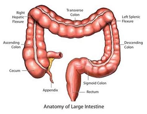 Sigmoid Colon Function Location And Related Conditions