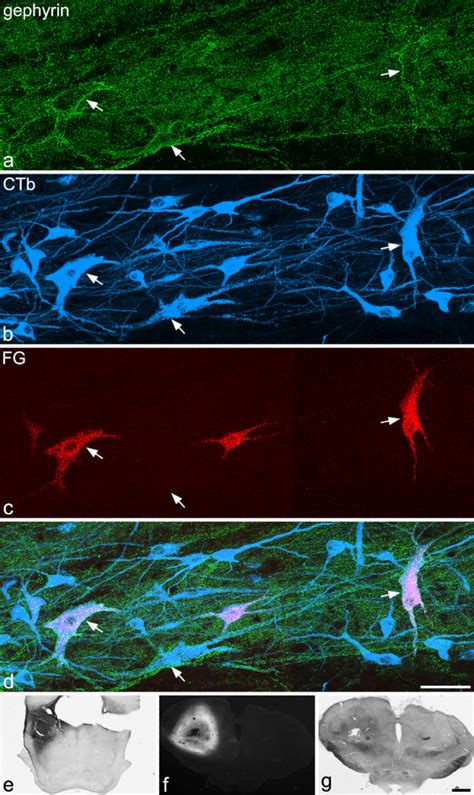 Retrograde Labelling Of Large Gephyrin Coated Lamina I Cells A D Show Download Scientific