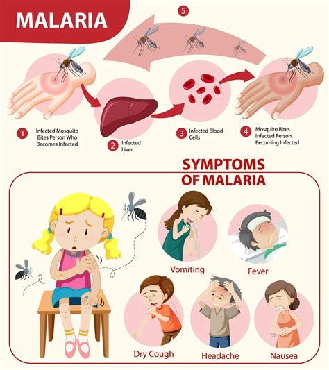 Infografía De Información De Síntomas De Malaria 1778033 Vector En Vecteezy