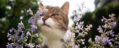 Is Catnip Drugs At David Ayala Blog