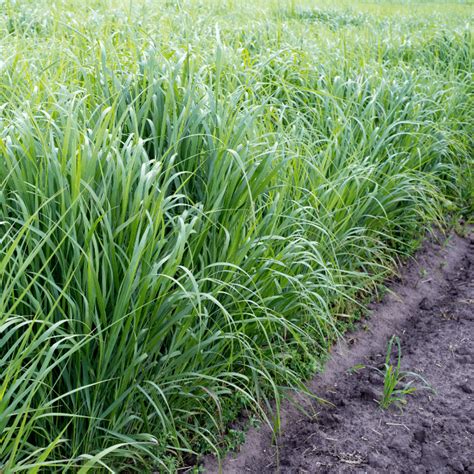 Switch Grass Greenhouse To Garden