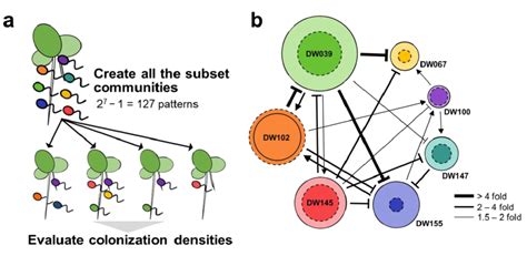 Evaluation Of The Interspecies Interactions Within The Seven Member