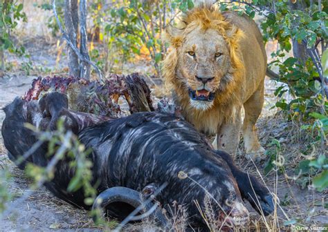 Botswana Lion Kill Savuti Botswana 2022 Steve Shames Photo Gallery