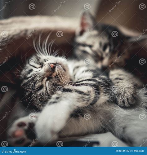 Selective Focus Of Two Tabby Cats Sleeping Wrapped In A Blanket Stock