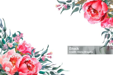 수채화 수평 프레임 템플릿 분홍색과 흰색 모란 유칼립투스 가지 손으로 그린 식물 그림은 흰색 배경에 분리되어 있다 초대장의 경우 날짜 결혼식을 저장하십시오 결혼식에 대한