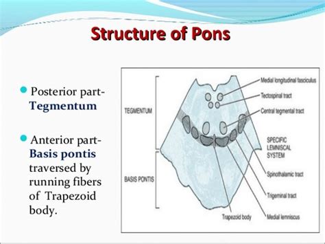 Neuro Pons Flashcards Quizlet
