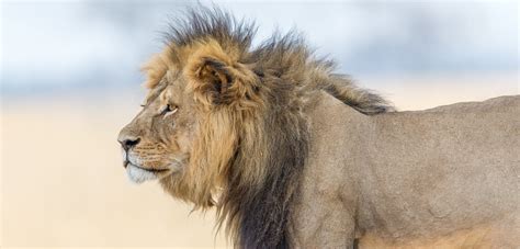 Environmental Activism Arctic Drilling And Cecil The Lion