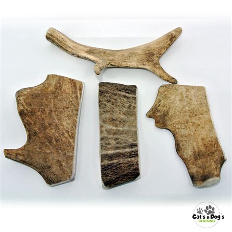 Bois De Daim Cats And Dogs Sitting