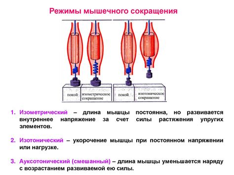 Механизм мышечного сокращения Ppt Download