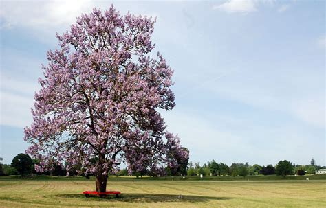 Traditional Uses And Benefits Of Empress Tree Health Benefits