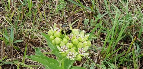 This Big Ass Bee Rabsoluteunits
