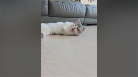 집사 손이 더럽다고요 고양이의 반응😂 네이버 Tv