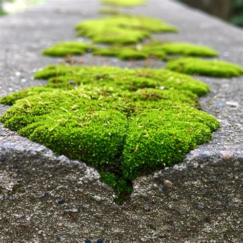 How To Clean Moss From Concrete Concrete Moss Removal