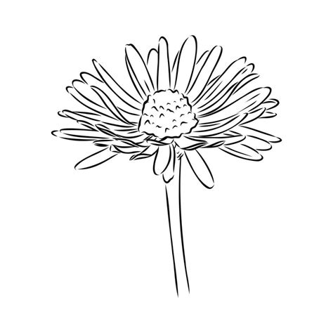 Daisy Flower Vector Sketch 36438516 Vector Art At Vecteezy