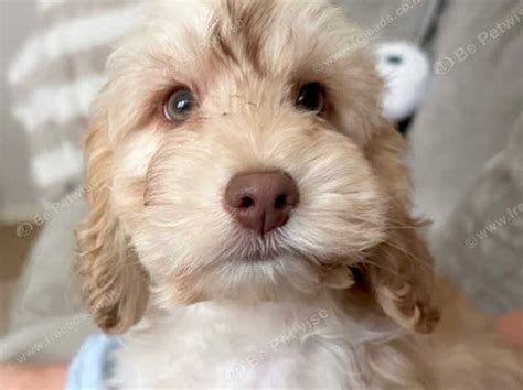 Reduced Last Pup Chunky Toy Show Type Cockapoo Puppies In Birmingham