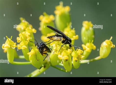 Sawflies Sawfly Insects On Wild Parsnip Flowers Pastinaca Sativa