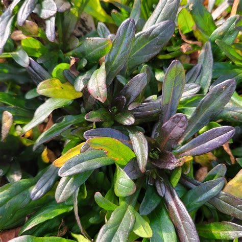 Green Chocolate Chips Ajuga Reptans 40 Seeds Bugleweed Low Growing