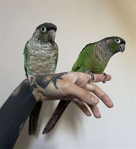Two Green Cheek Conures Both Bonded