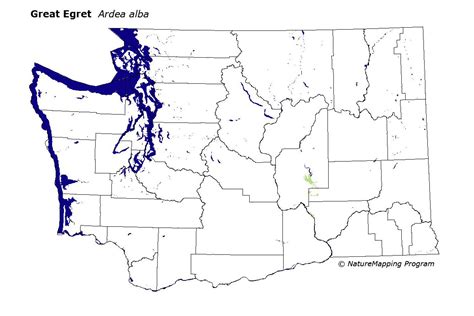 Distribution Map Great Egret Ardea Alba