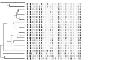 Upgma Cluster Analysis Based On The Modified Aflp Results Download