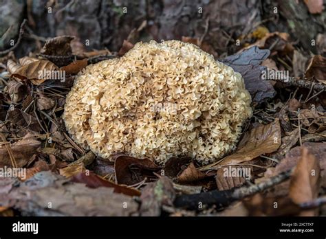 Wood Cauliflower Fungus Wood Cauliflower Crispa Edible Mushroom On